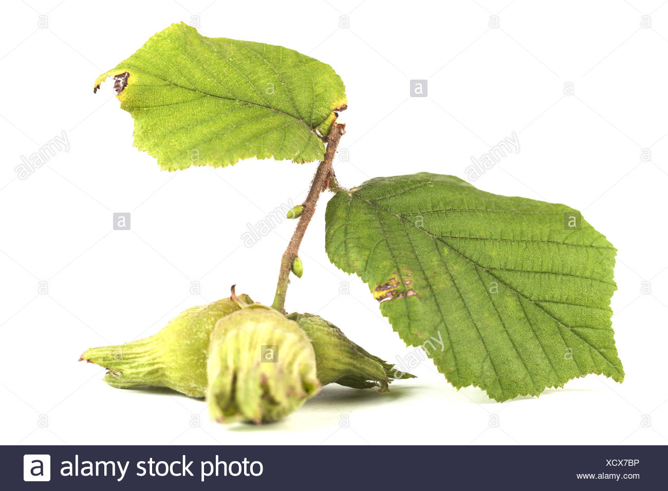 Hazelnut Leaves High Resolution Stock Photography and Images - Alamy