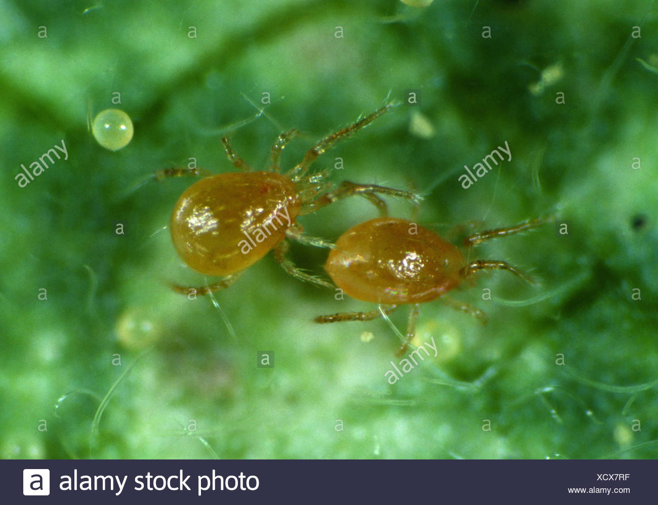 Predatory Mite High Resolution Stock Photography and Images - Alamy