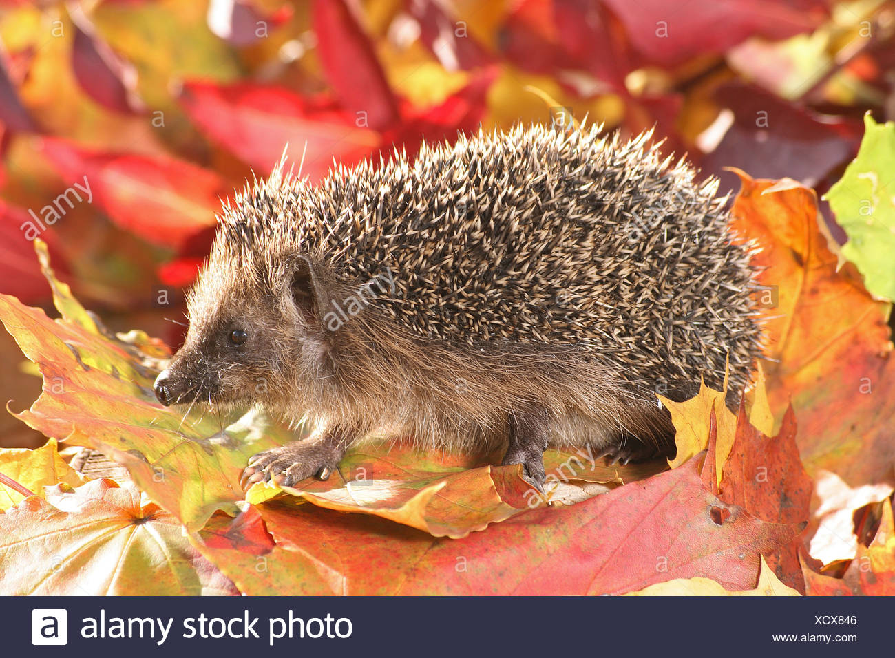 Hedgehogs Walking High Resolution Stock Photography and Images - Alamy