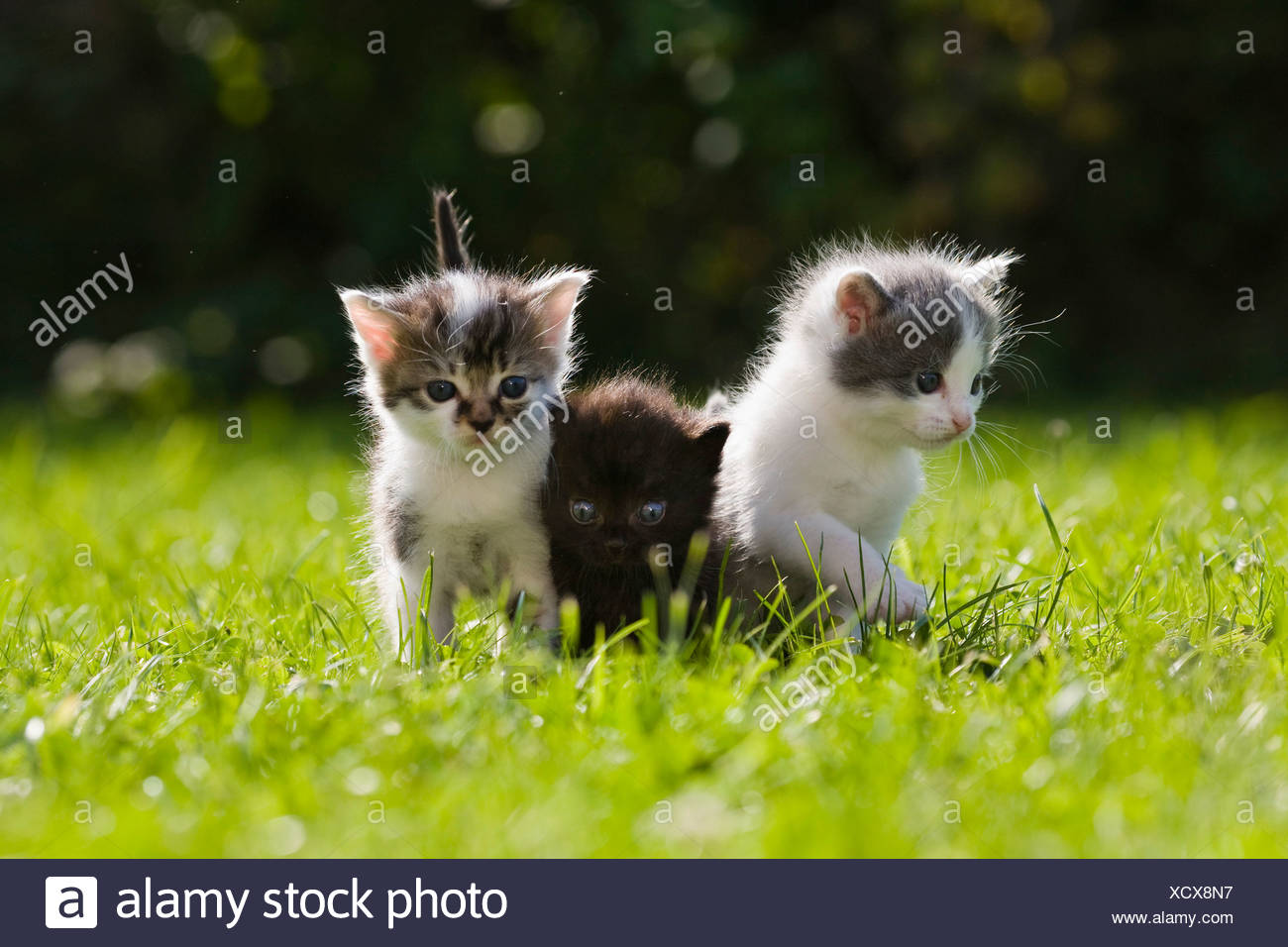 Kittens Cute Garden High Resolution Stock Photography and Images - Alamy