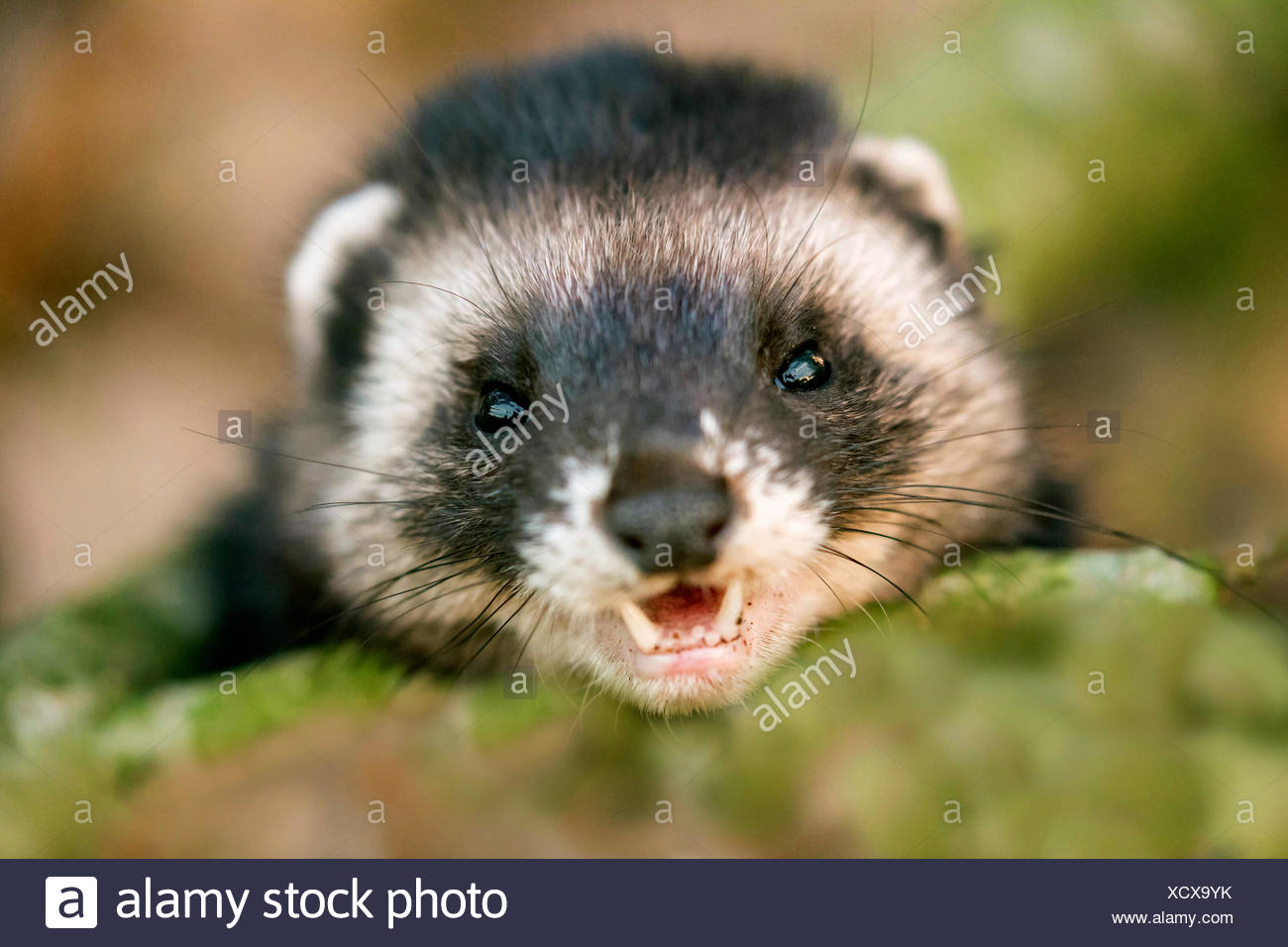 Iltis Stock Photos & Iltis Stock Images - Alamy