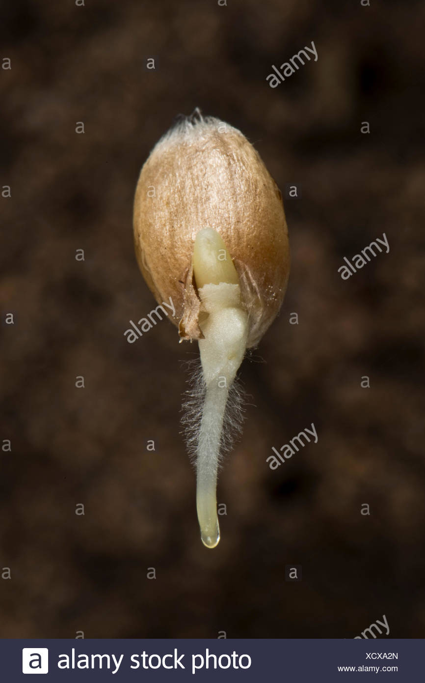 Germinating Wheat Seed Root Radicle High Resolution Stock Photography ...