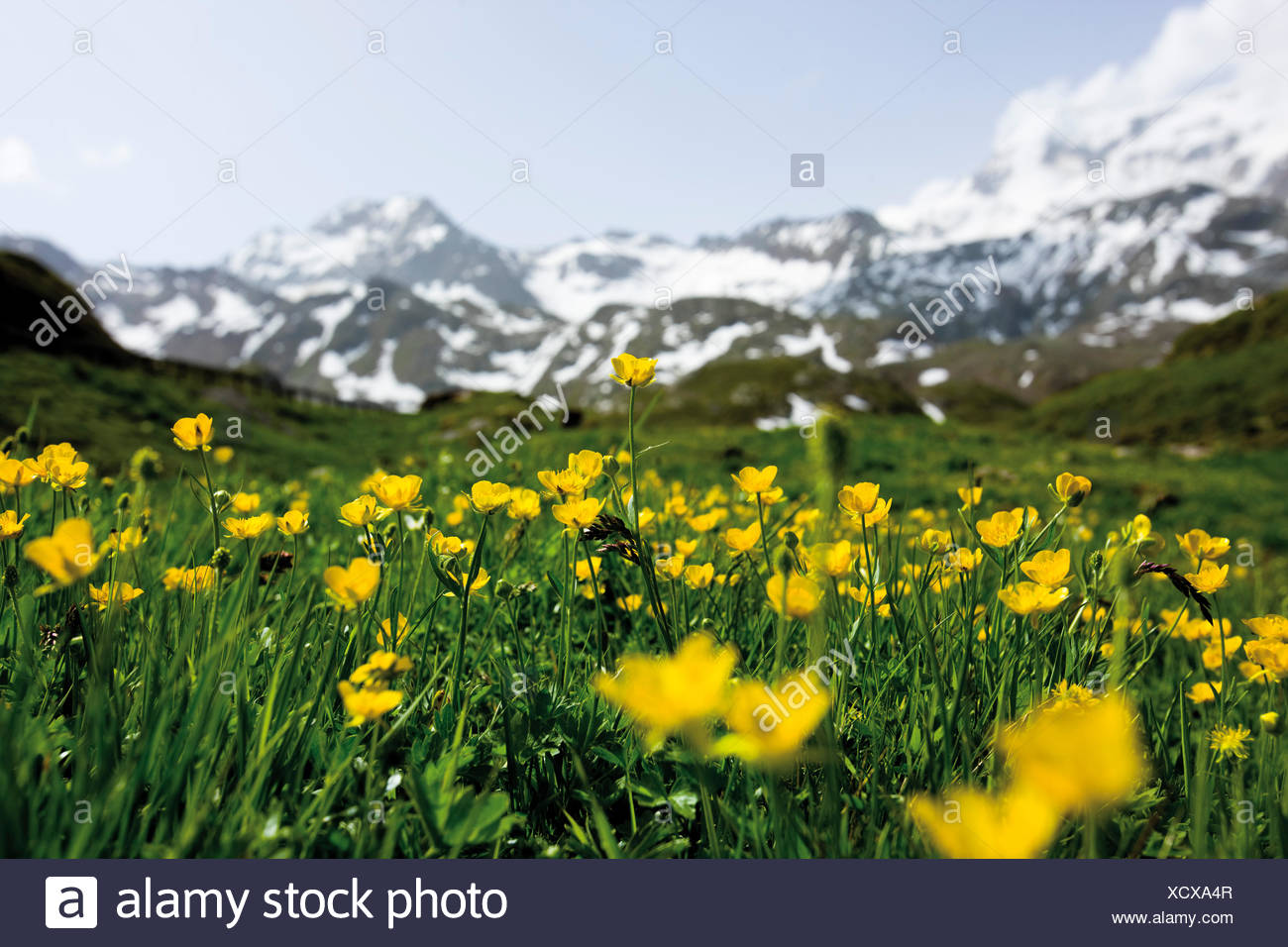 Meadow Wildflowers Europe High Resolution Stock Photography and Images ...