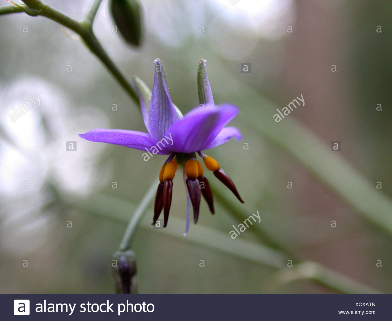 Dianella Flower High Resolution Stock Photography and Images - Alamy