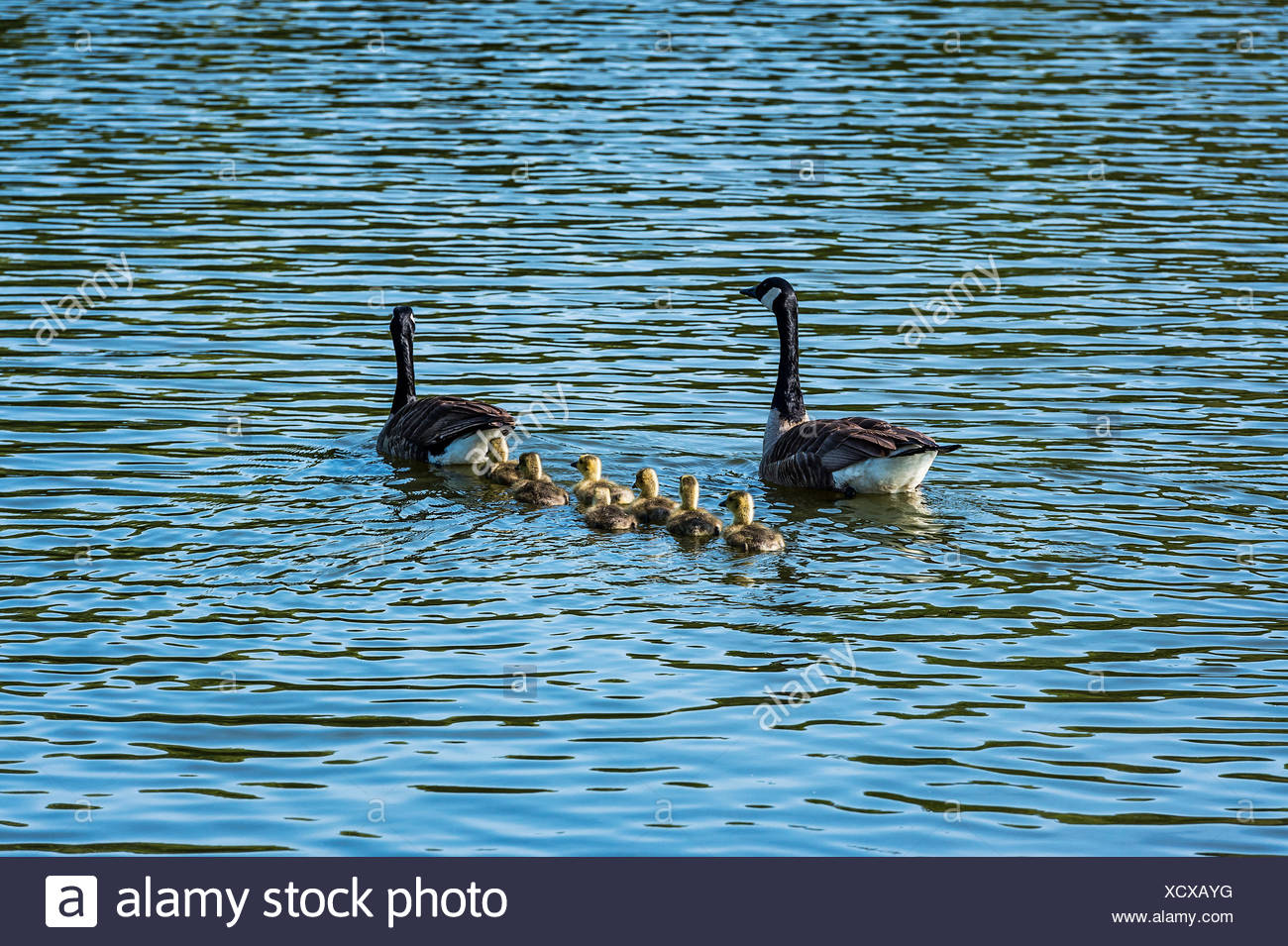 Female Geese High Resolution Stock Photography and Images - Alamy