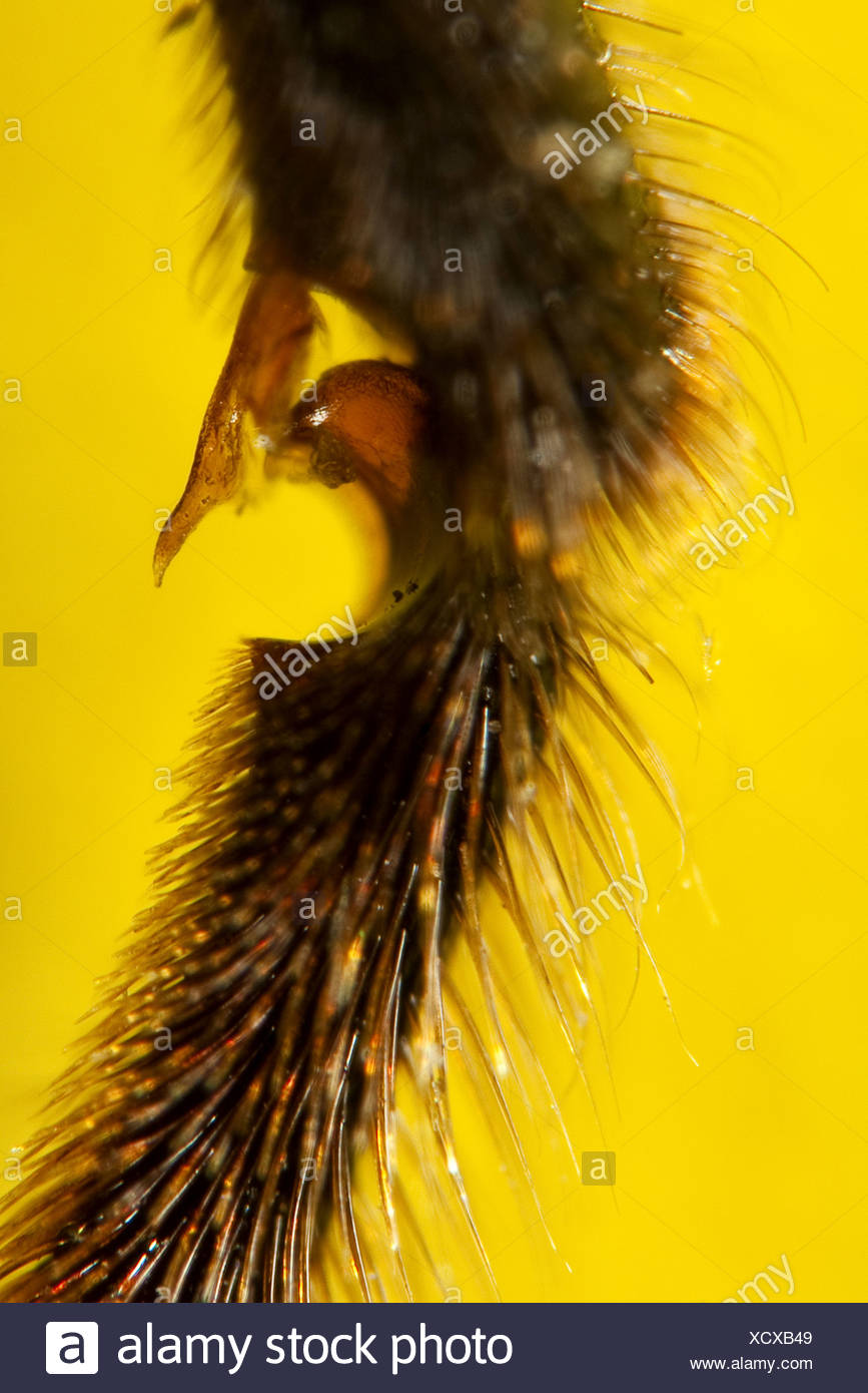 Bee Care High Resolution Stock Photography and Images - Alamy
