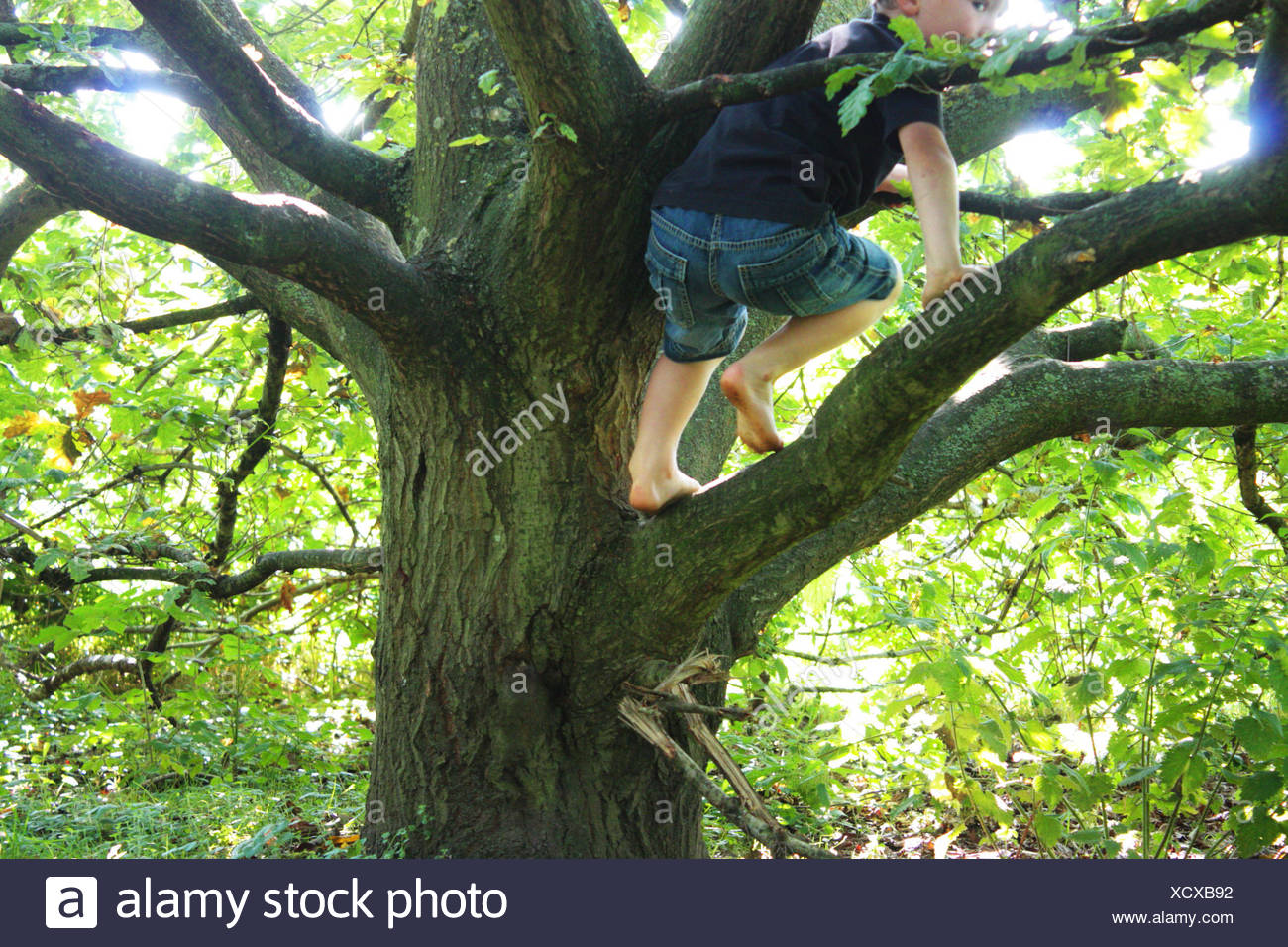 Page 2 - Boy Climbing Tree Barefoot High Resolution Stock Photography ...