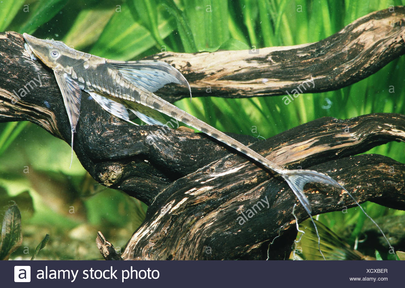 Royal Whiptail Catfish Sturisoma Panamense High Resolution Stock ...