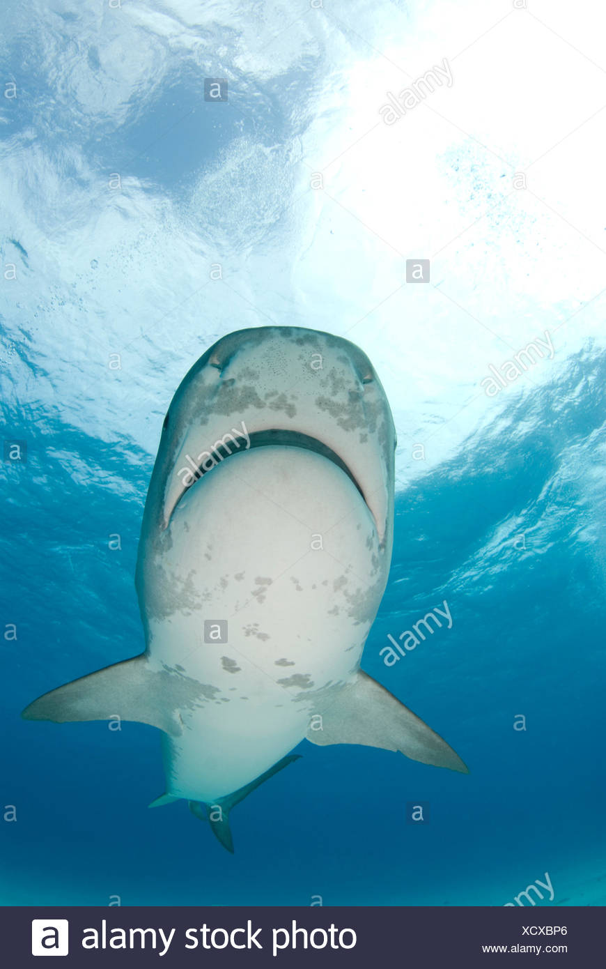Shark Belly High Resolution Stock Photography and Images - Alamy