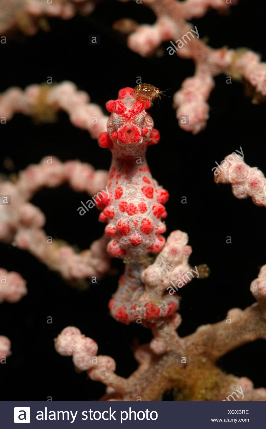 Gammarid Amphipod High Resolution Stock Photography and Images - Alamy