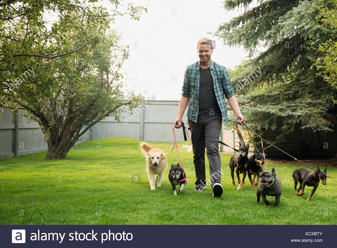 Man Walking Dog Stock Photos & Man Walking Dog Stock Images - Alamy