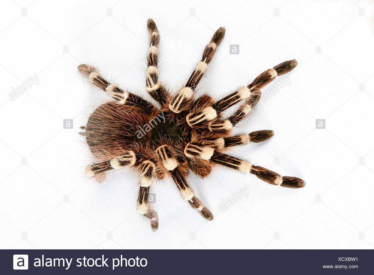 White Brazilian High Resolution Stock Photography and Images - Alamy