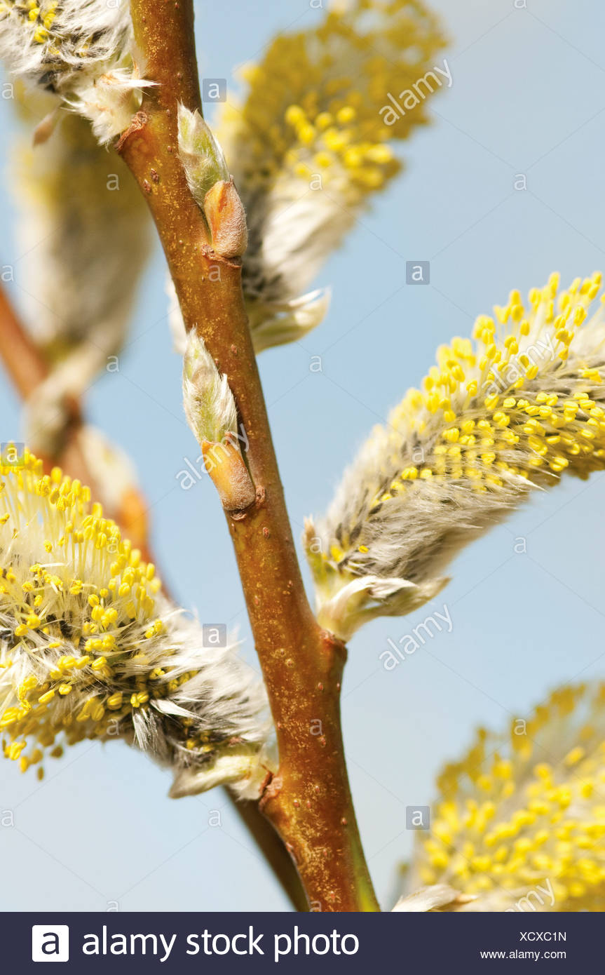 Osier Willow High Resolution Stock Photography and Images - Alamy
