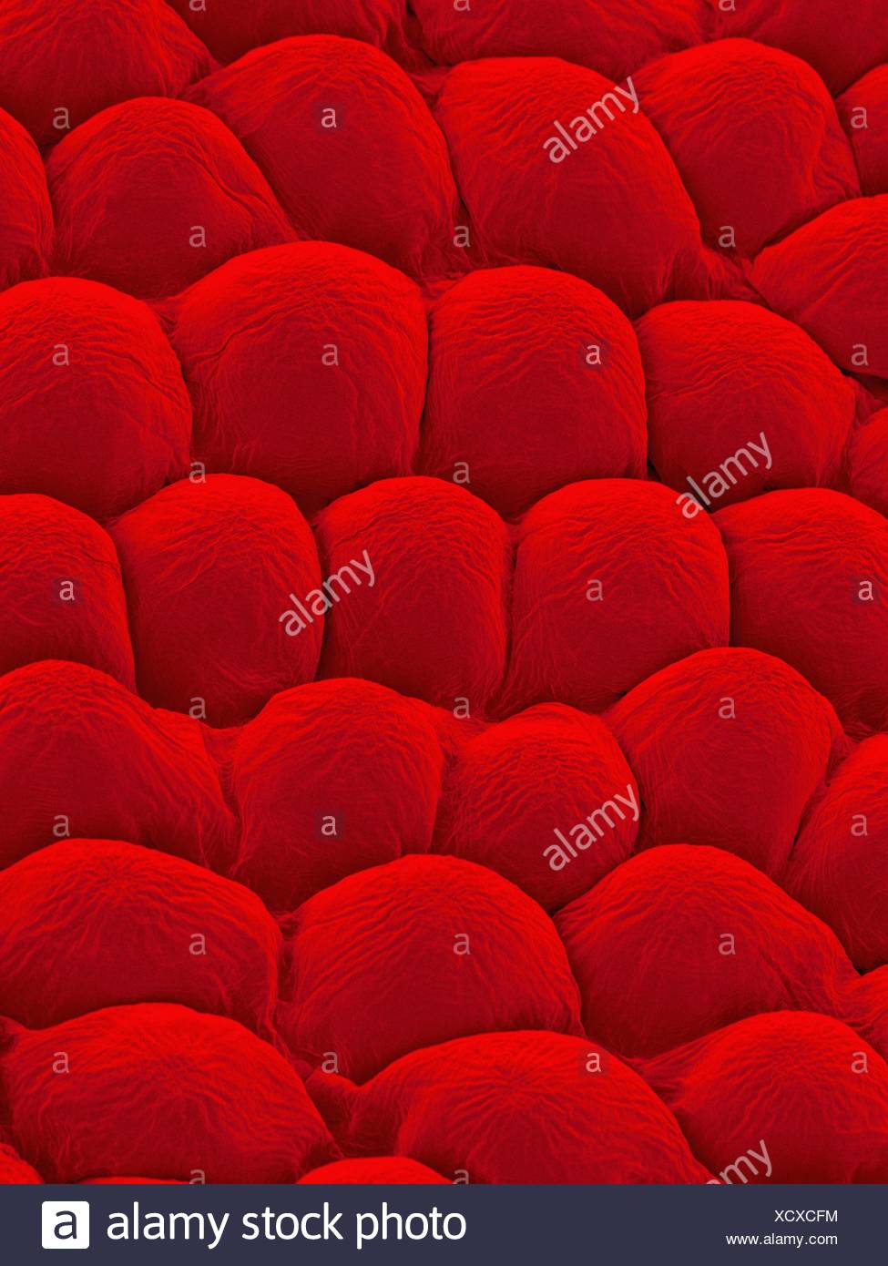 Attar Of Rose High Resolution Stock Photography and Images - Alamy