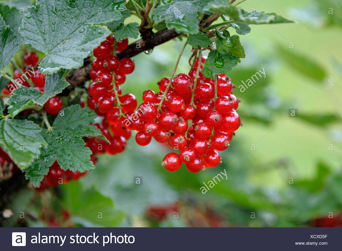 Red Currants Ribes Rubrum High Resolution Stock Photography and Images ...