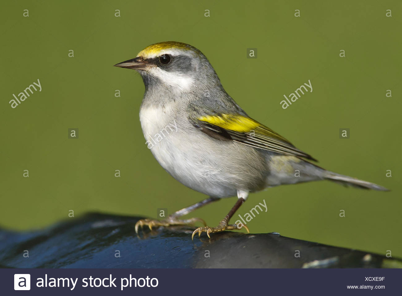 Golden Winged Warbler High Resolution Stock Photography and Images - Alamy