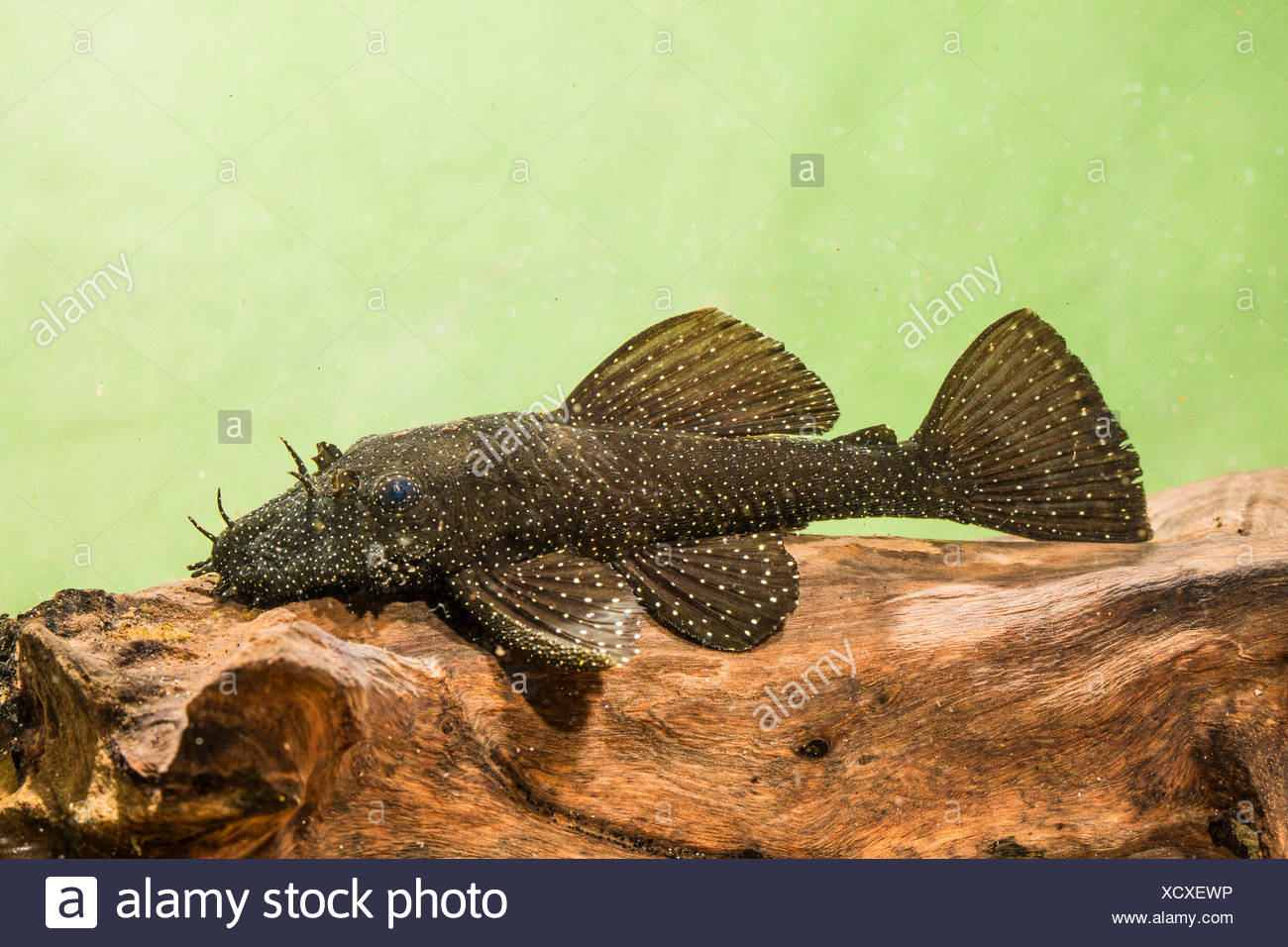 Big Nose Fish High Resolution Stock Photography and Images - Alamy