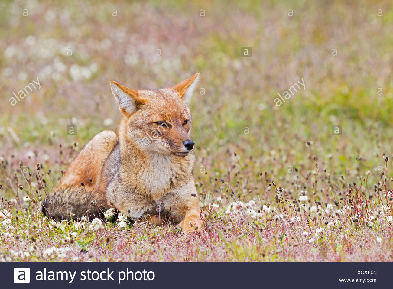 Zorro Stock Photos & Zorro Stock Images - Alamy
