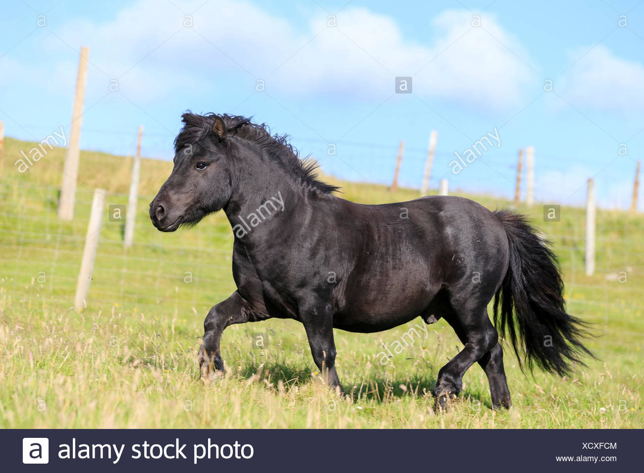 Black Stallion Shetland Pony High Resolution Stock Photography and ...