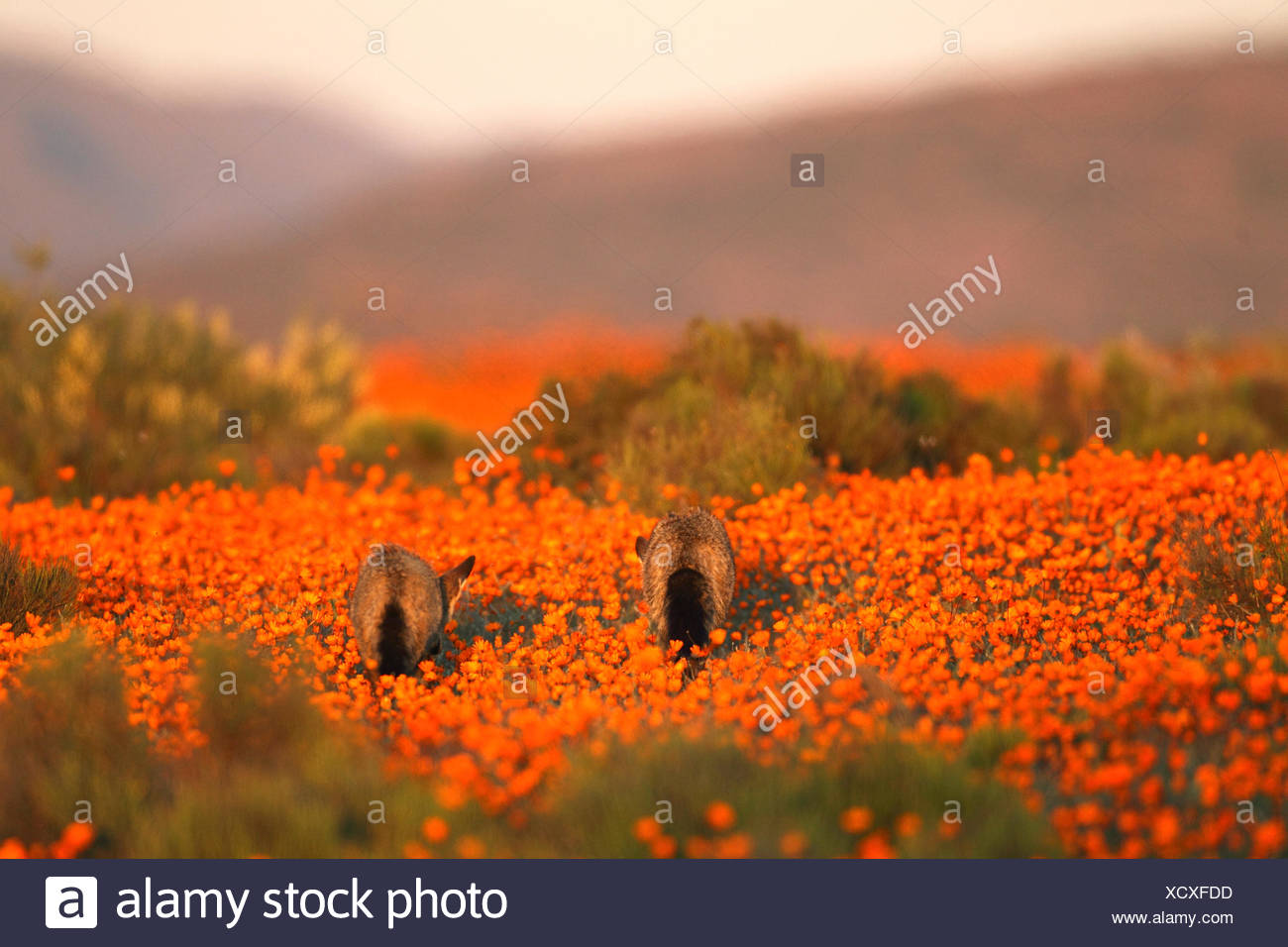 Rear View Of Foxes High Resolution Stock Photography and Images - Alamy