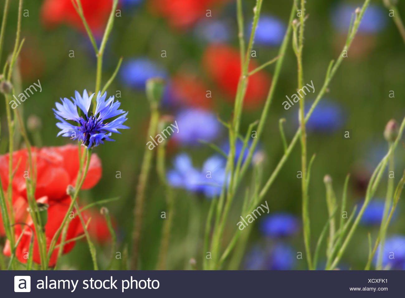 Wildflowers Wildflower Cornflower Meadow Stock Photos & Wildflowers Wildflower Cornflower Meadow ...