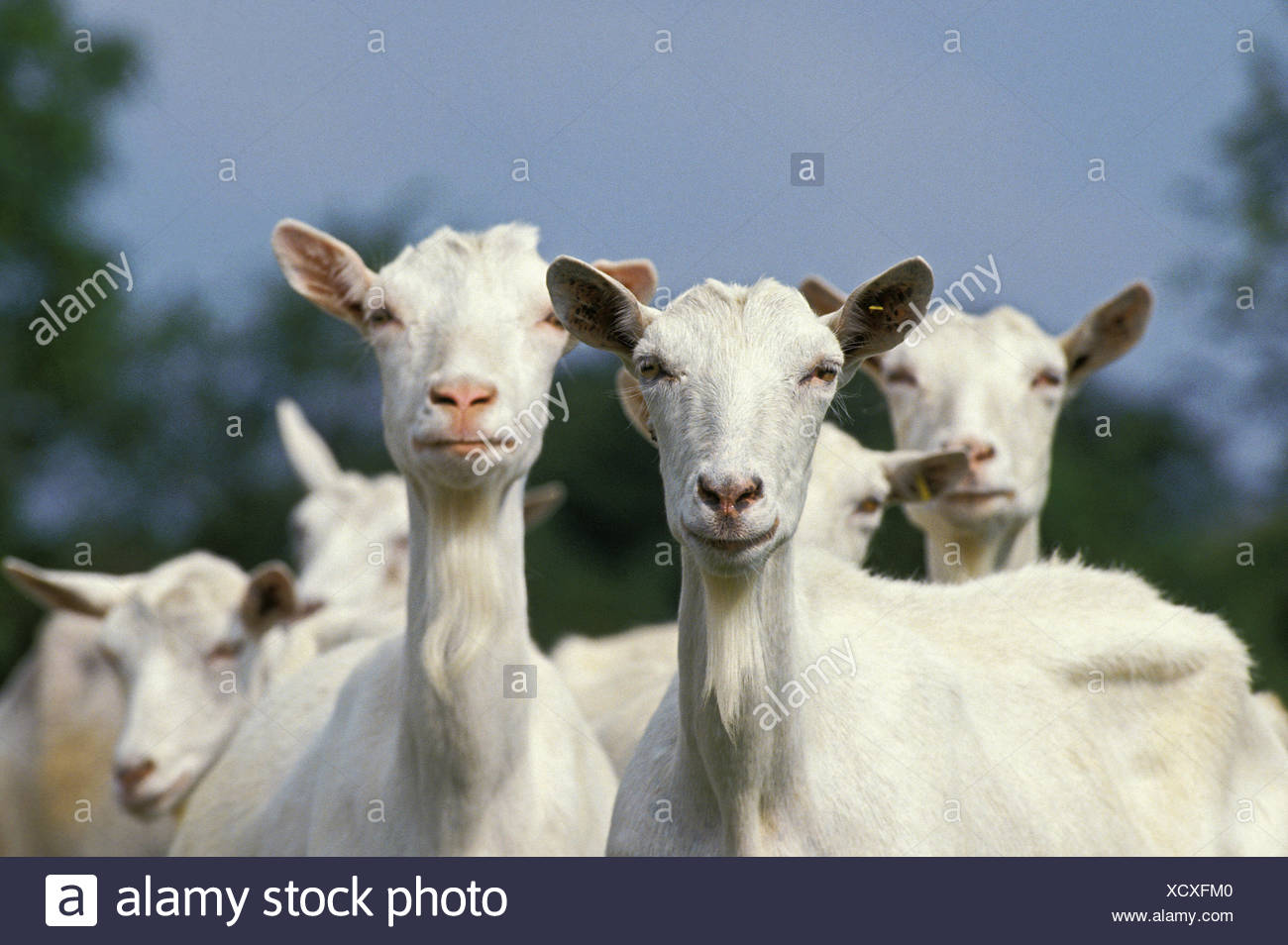 Saanen Goats High Resolution Stock Photography and Images - Alamy