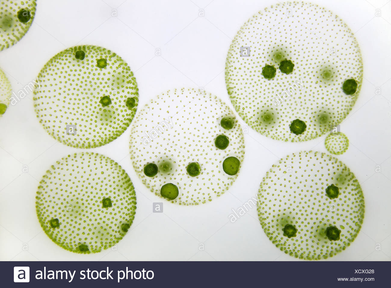 Volvox Colony High Resolution Stock Photography and Images - Alamy