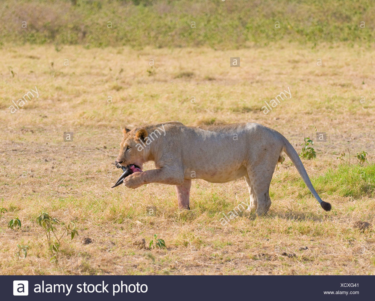 Lion Eating Prey High Resolution Stock Photography and Images - Alamy