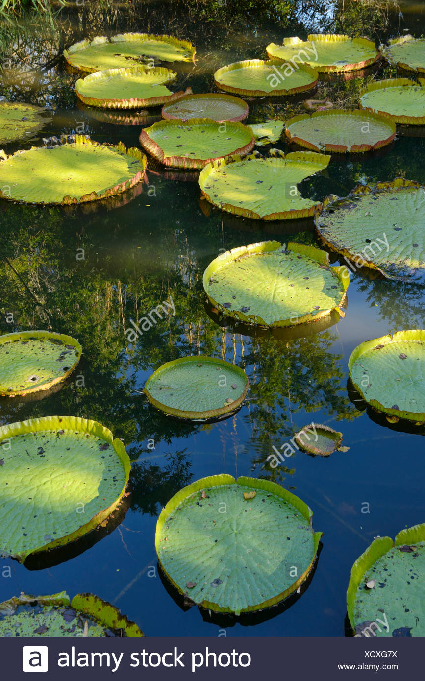 Water Platter High Resolution Stock Photography and Images - Alamy