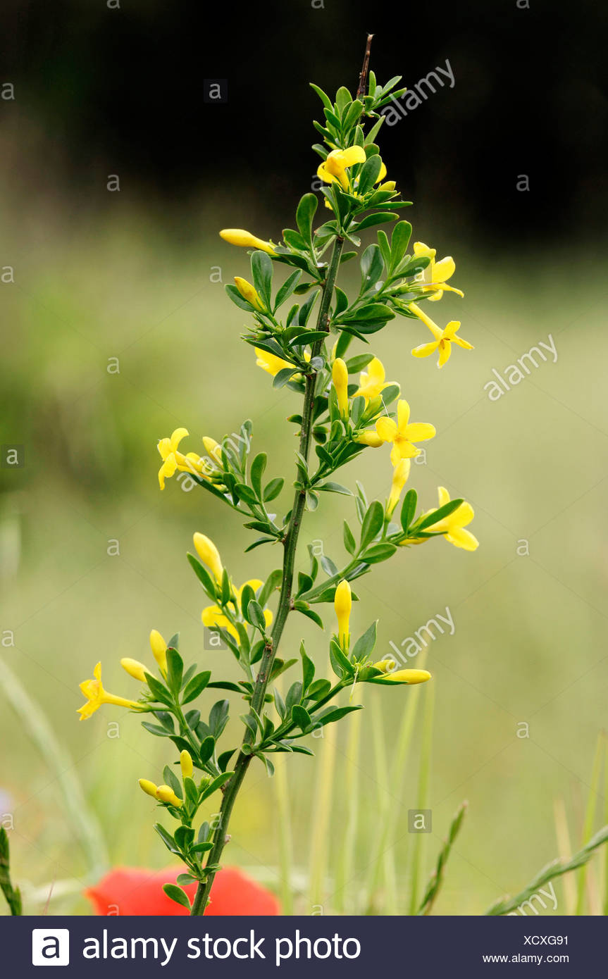 Hardy Wild Flowers High Resolution Stock Photography and Images - Alamy