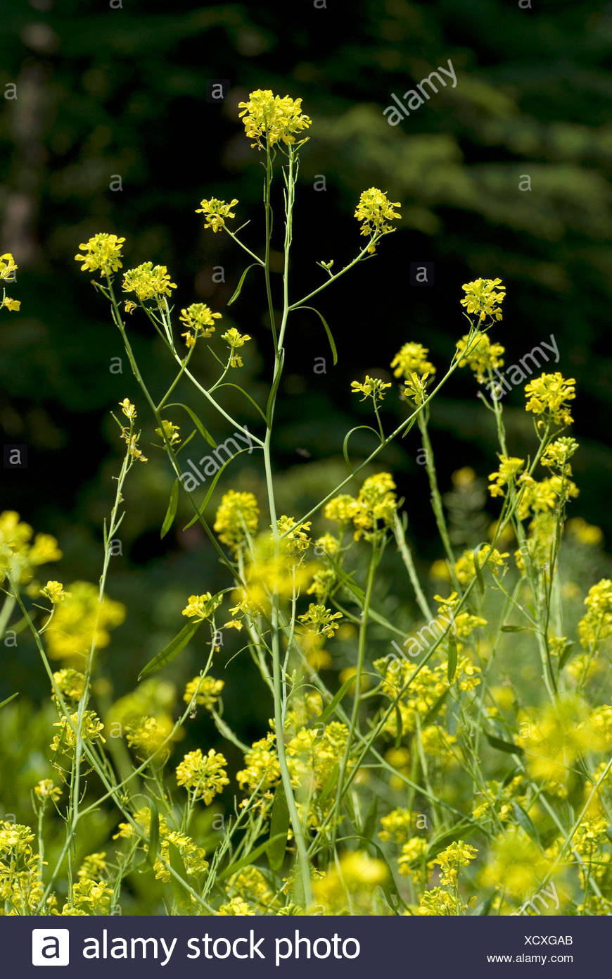 Black Mustard High Resolution Stock Photography and Images - Alamy