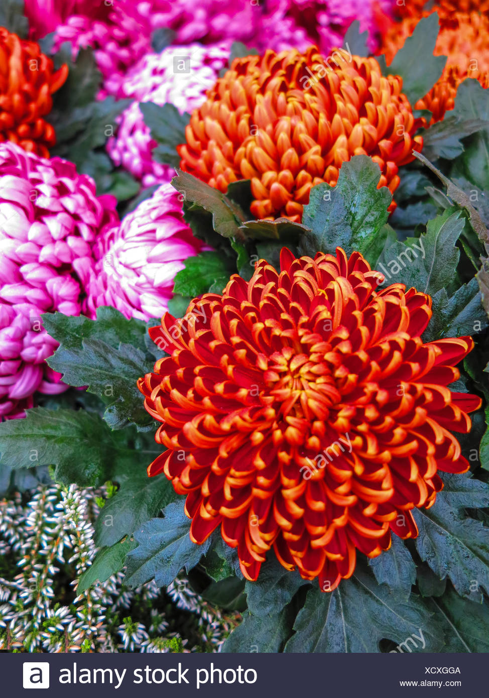 Pompon Chrysanthemum High Resolution Stock Photography and Images - Alamy