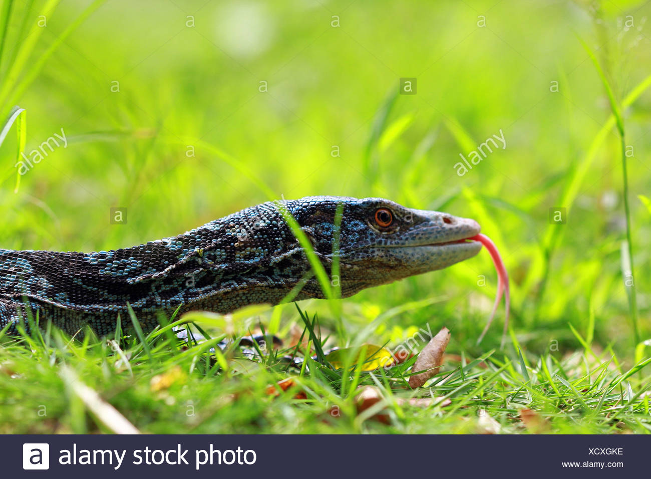Blue Lizard High Resolution Stock Photography and Images - Alamy