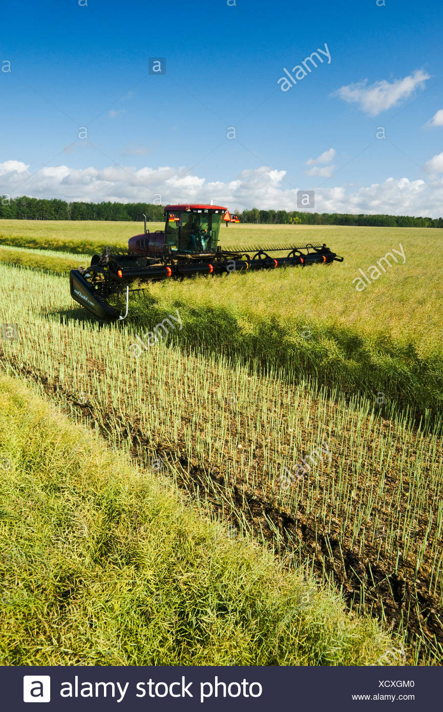 Swathing High Resolution Stock Photography and Images - Alamy