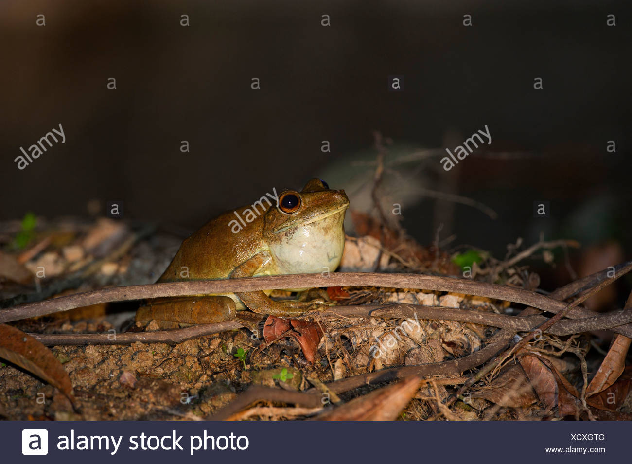 Frog Amazon Peru High Resolution Stock Photography and Images - Alamy