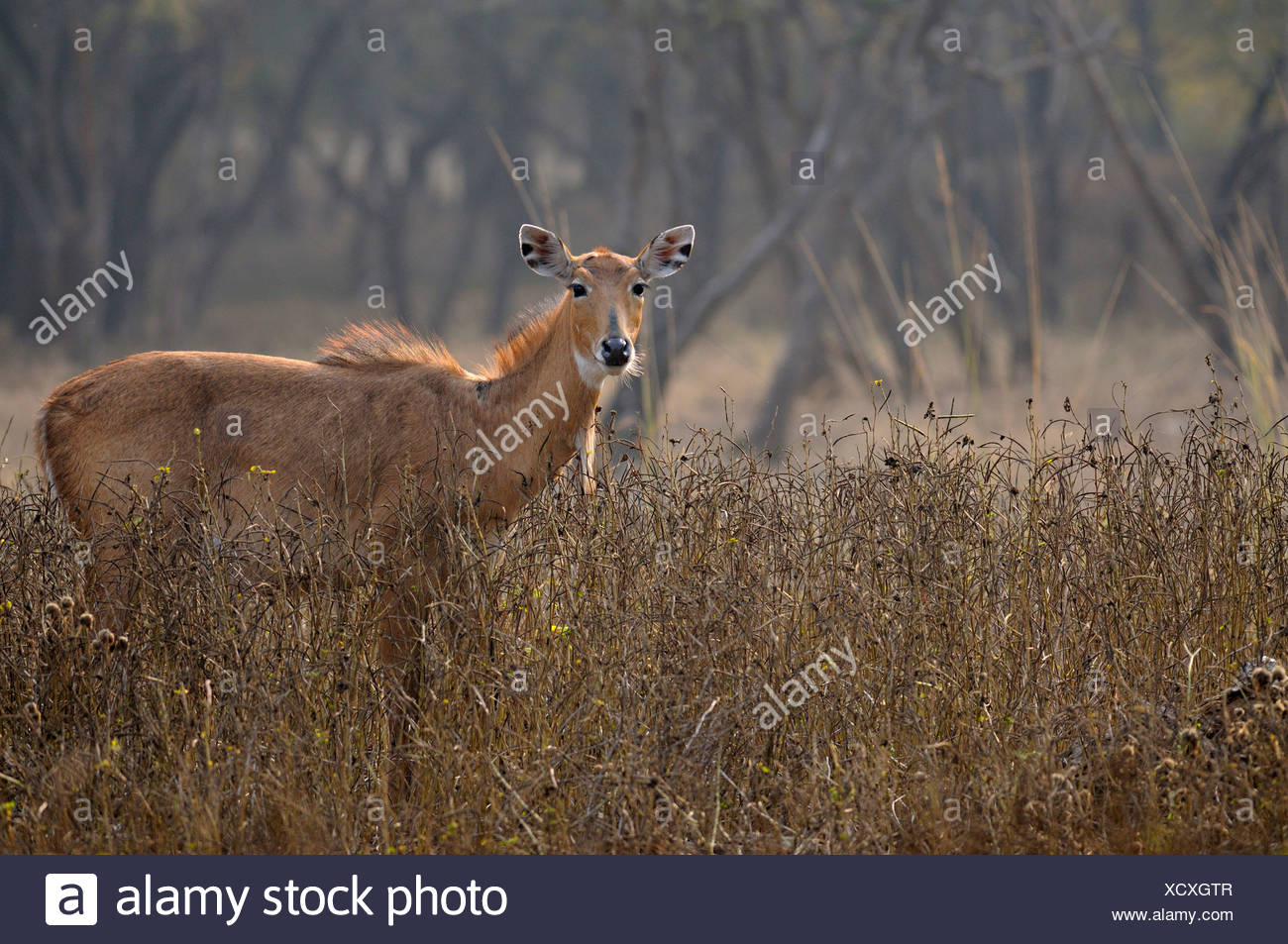 Indian Antelopes High Resolution Stock Photography and Images - Alamy