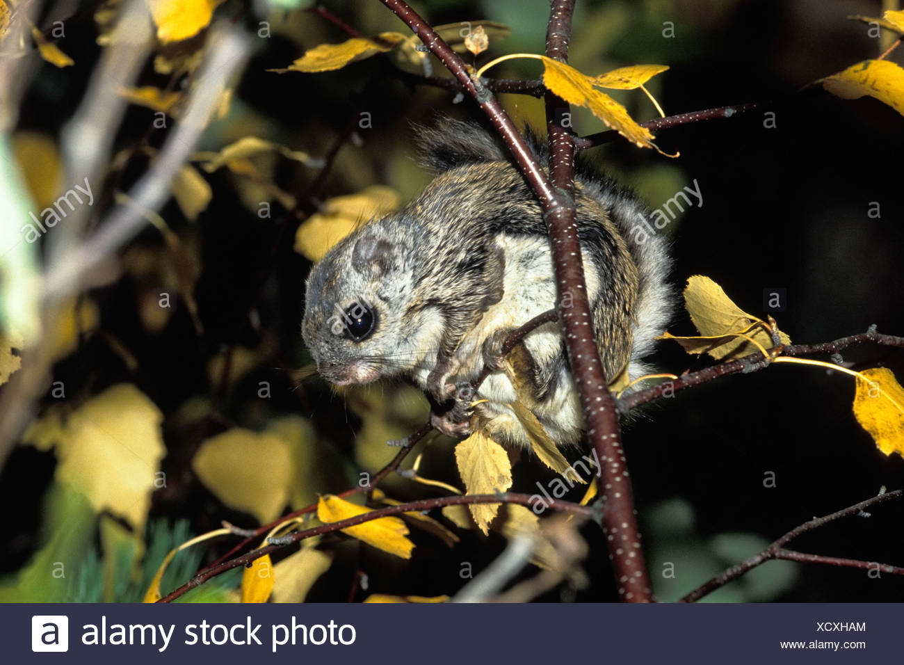 Flying Squirrel Europe High Resolution Stock Photography and Images - Alamy