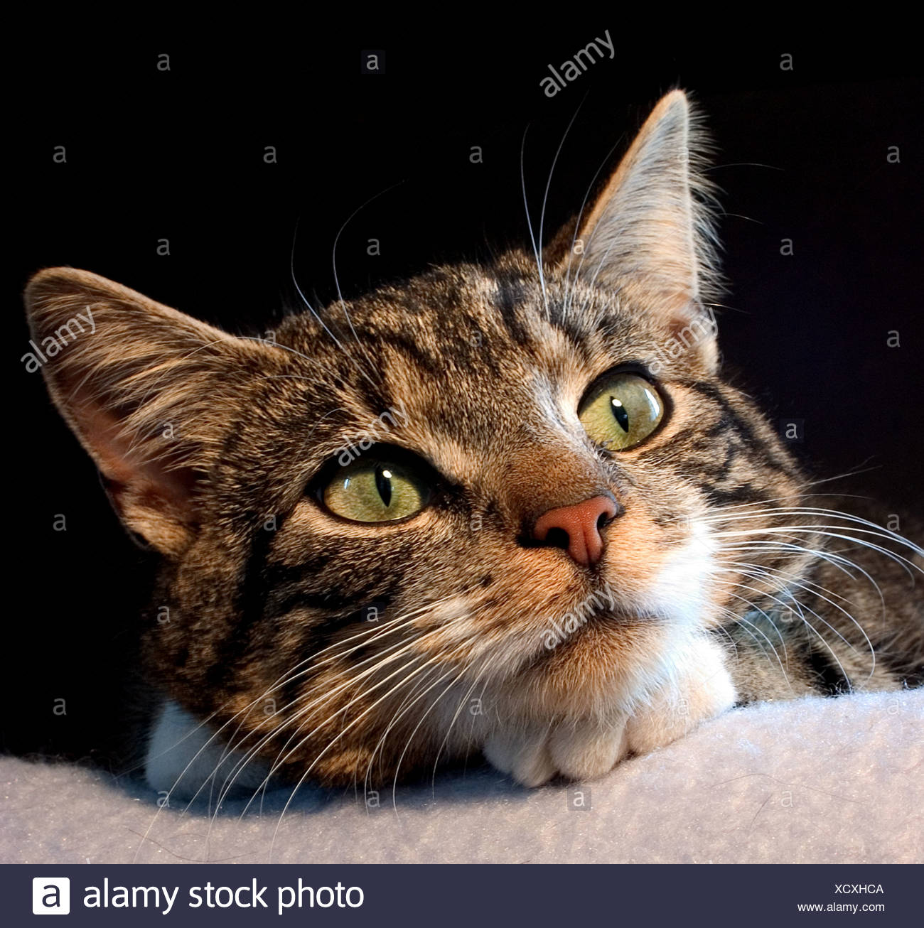 Inertly High Resolution Stock Photography and Images - Alamy