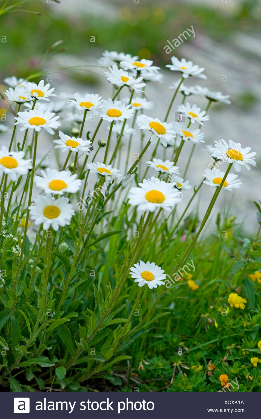 Moon Daisy High Resolution Stock Photography and Images - Alamy