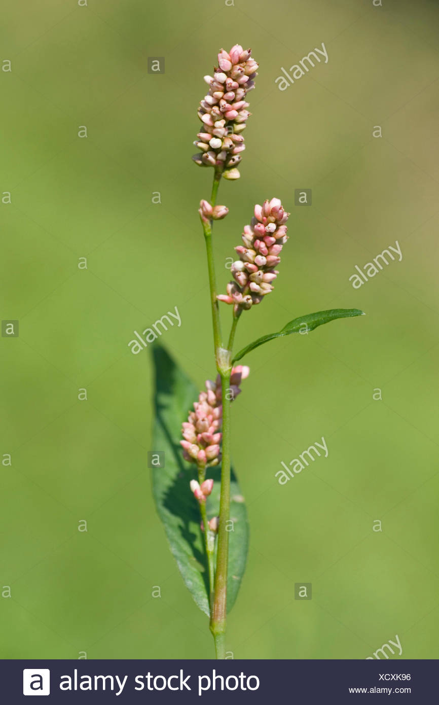 Spotted Knotweed Stock Photos & Spotted Knotweed Stock Images - Alamy
