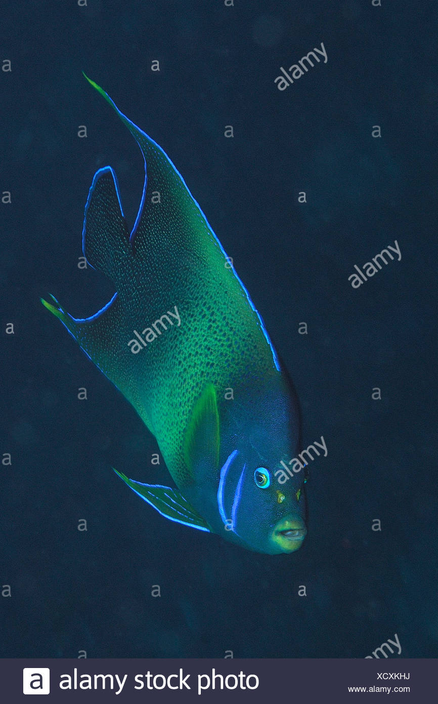 Semicircle Angelfish High Resolution Stock Photography and Images - Alamy