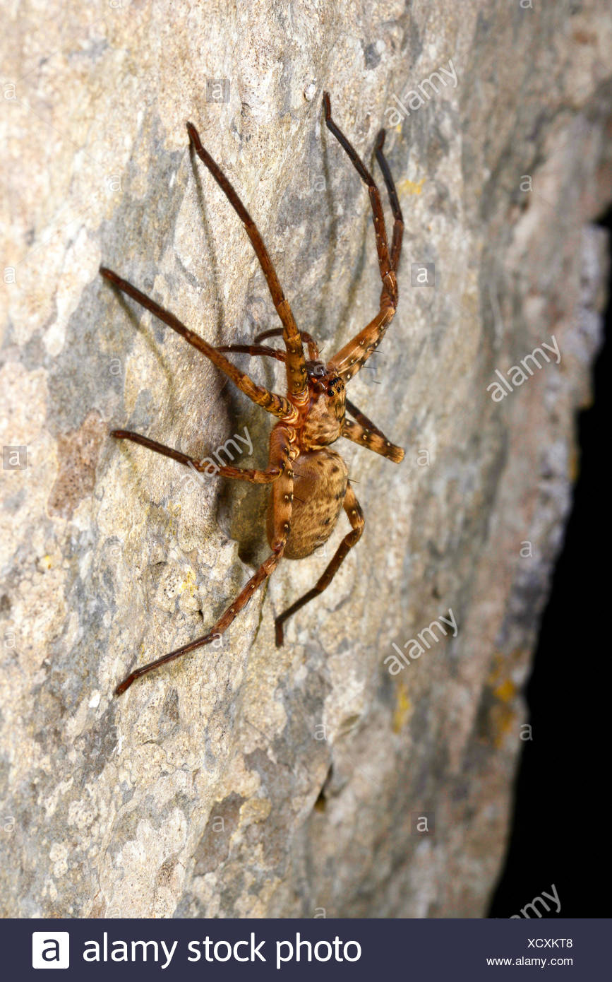 Huntsman Spiders Heteropoda High Resolution Stock Photography and ...