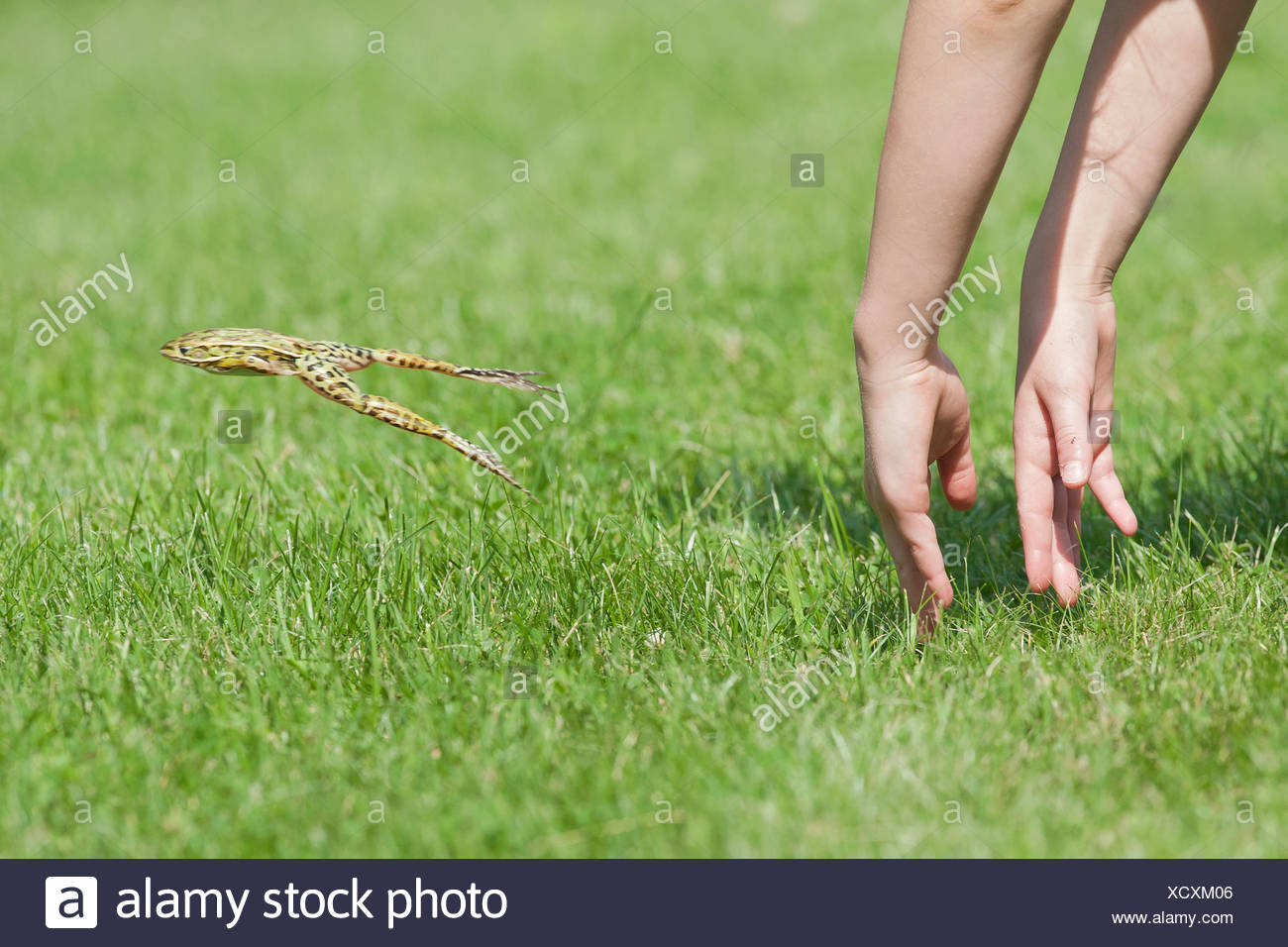 Boy Grass Frog High Resolution Stock Photography and Images - Alamy