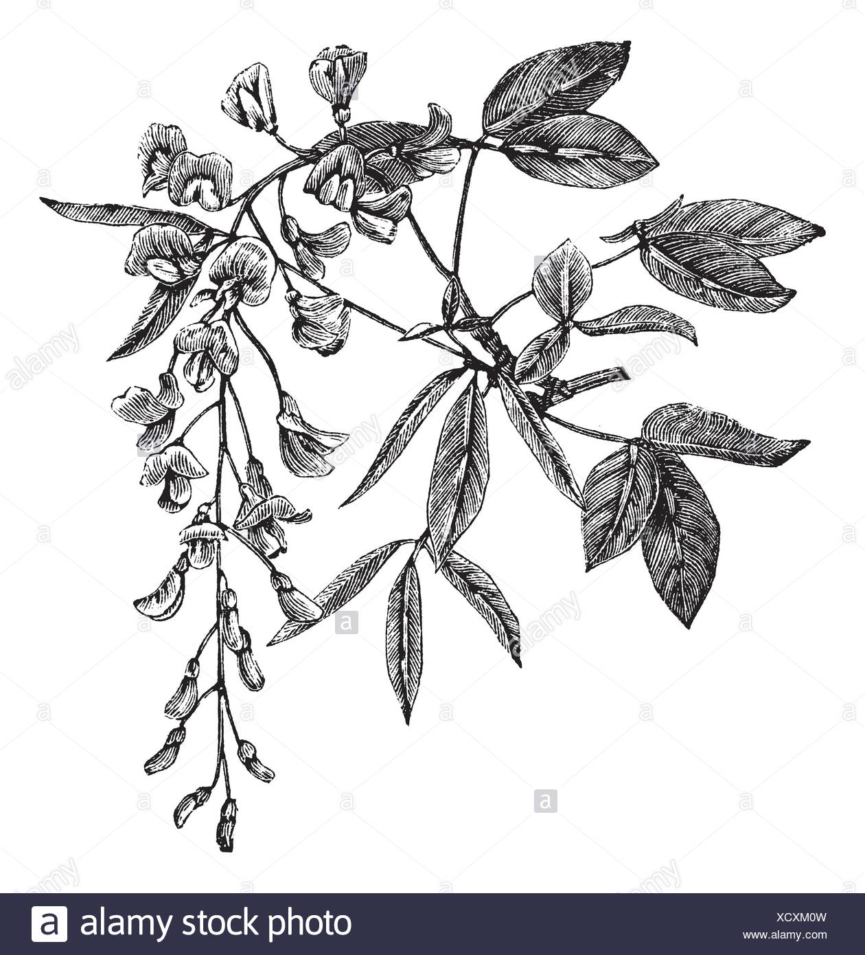 Cytisus Laburnum High Resolution Stock Photography and Images - Alamy