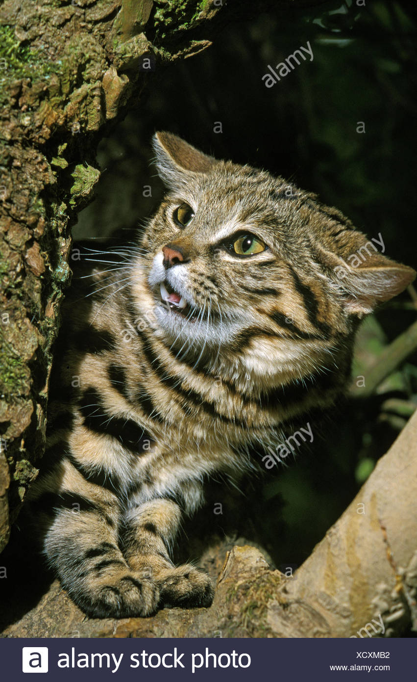 Black Footed Cats High Resolution Stock Photography and Images - Alamy