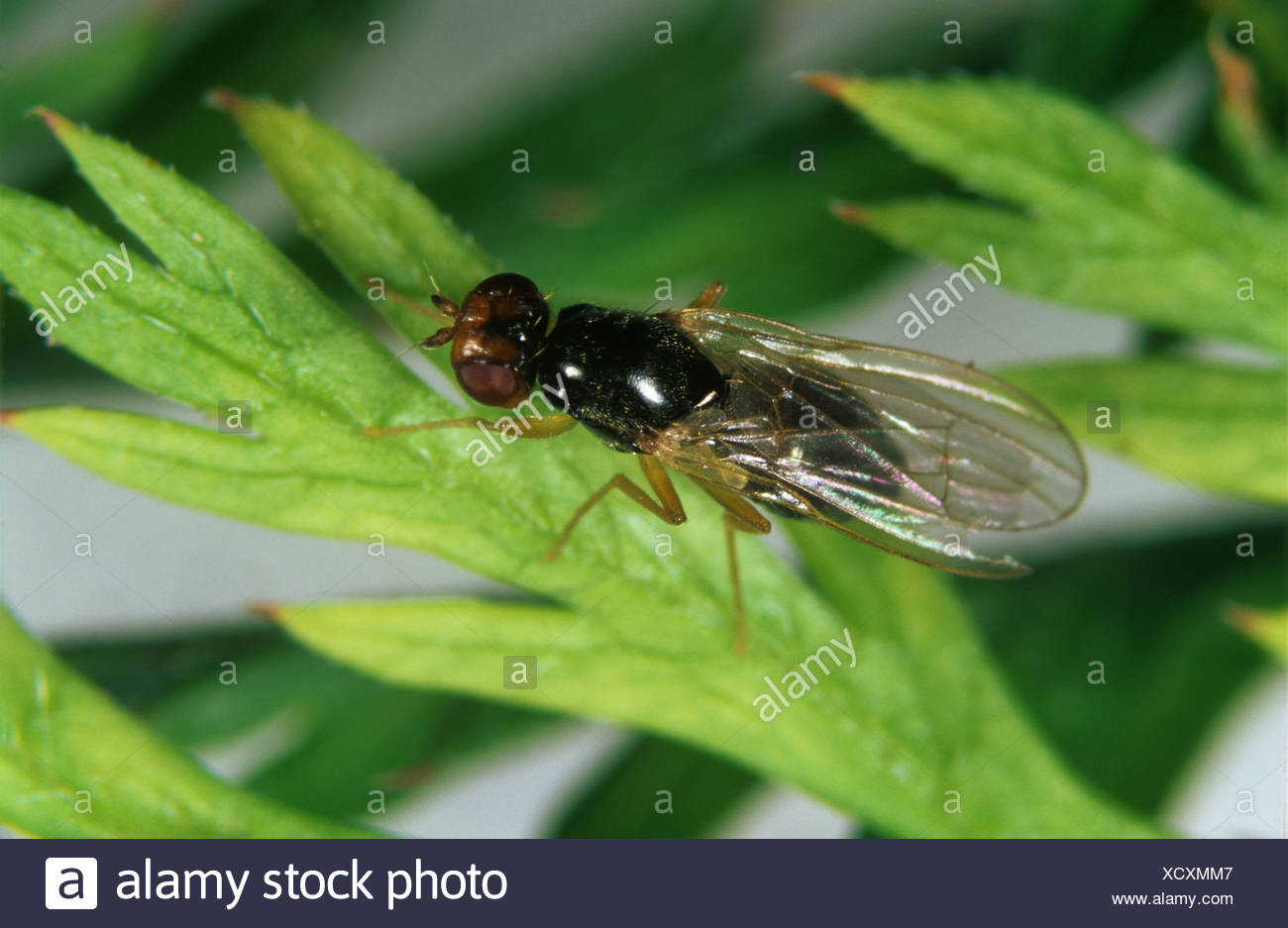 Carrot Root Fly High Resolution Stock Photography and Images - Alamy