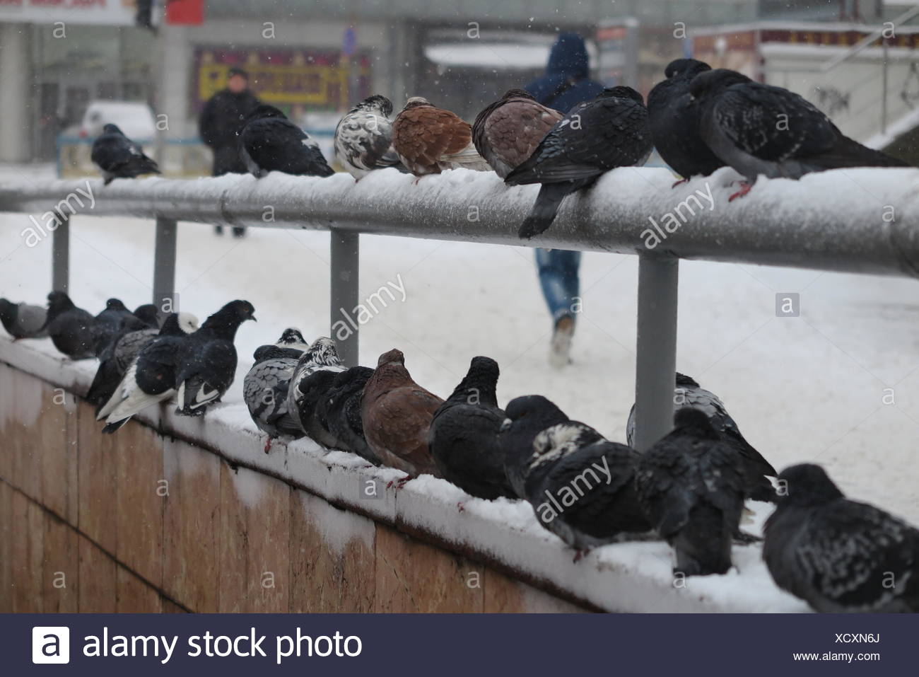Keeping Pigeons High Resolution Stock Photography and Images - Alamy