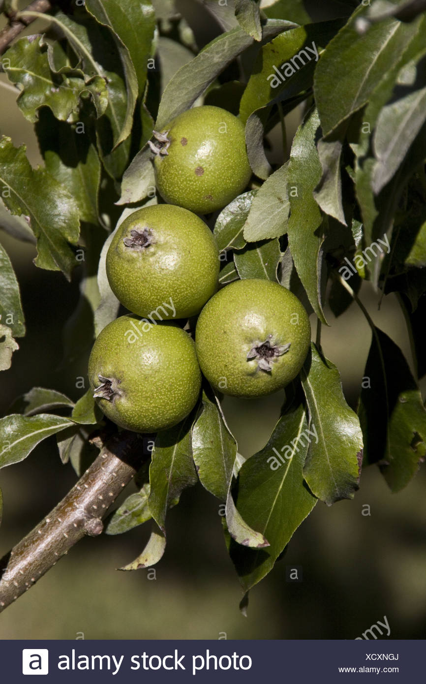 Pyrus Nivalis Stock Photos & Pyrus Nivalis Stock Images - Alamy