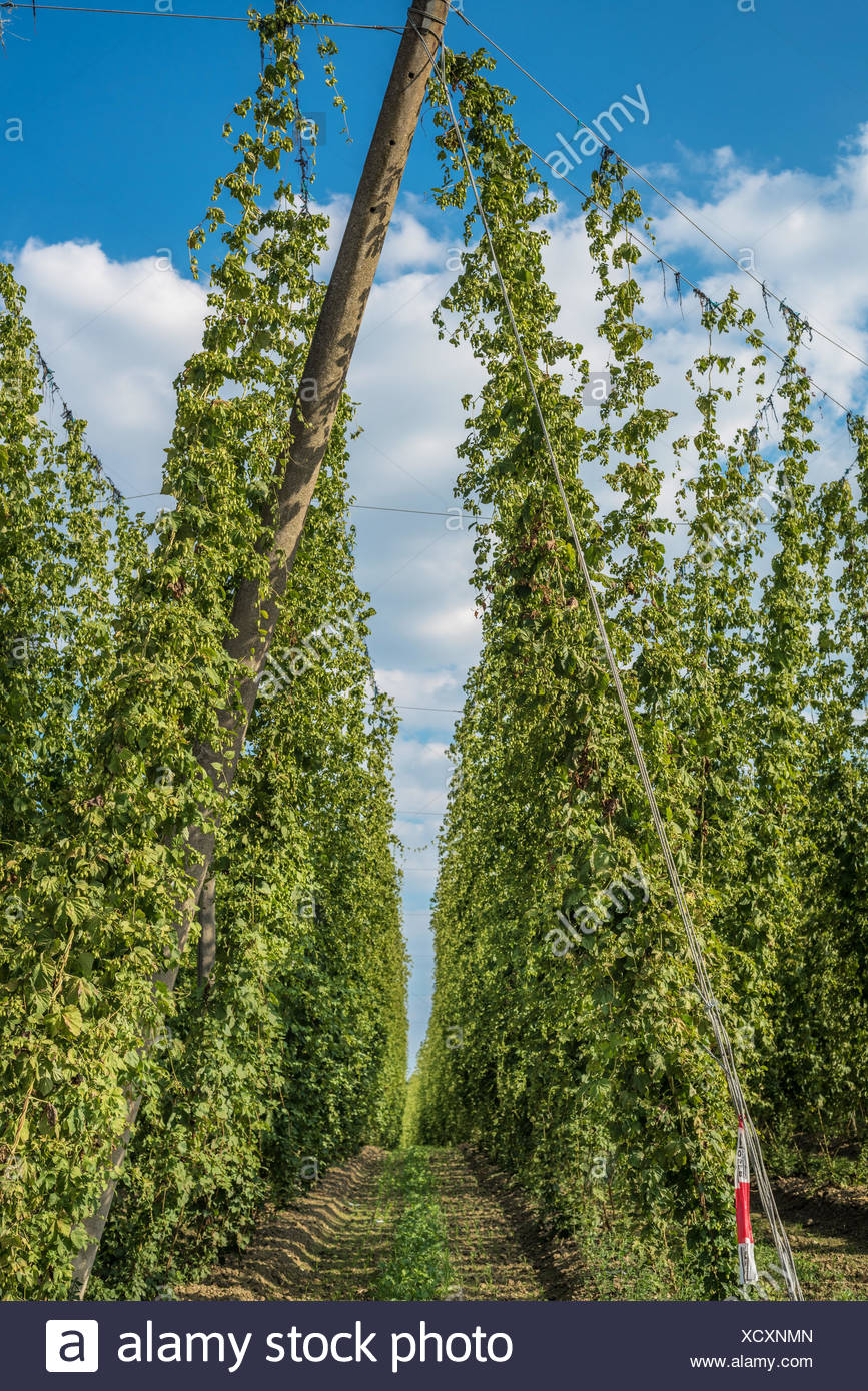 Hop Farm Bavaria Stock Photos & Hop Farm Bavaria Stock Images - Alamy