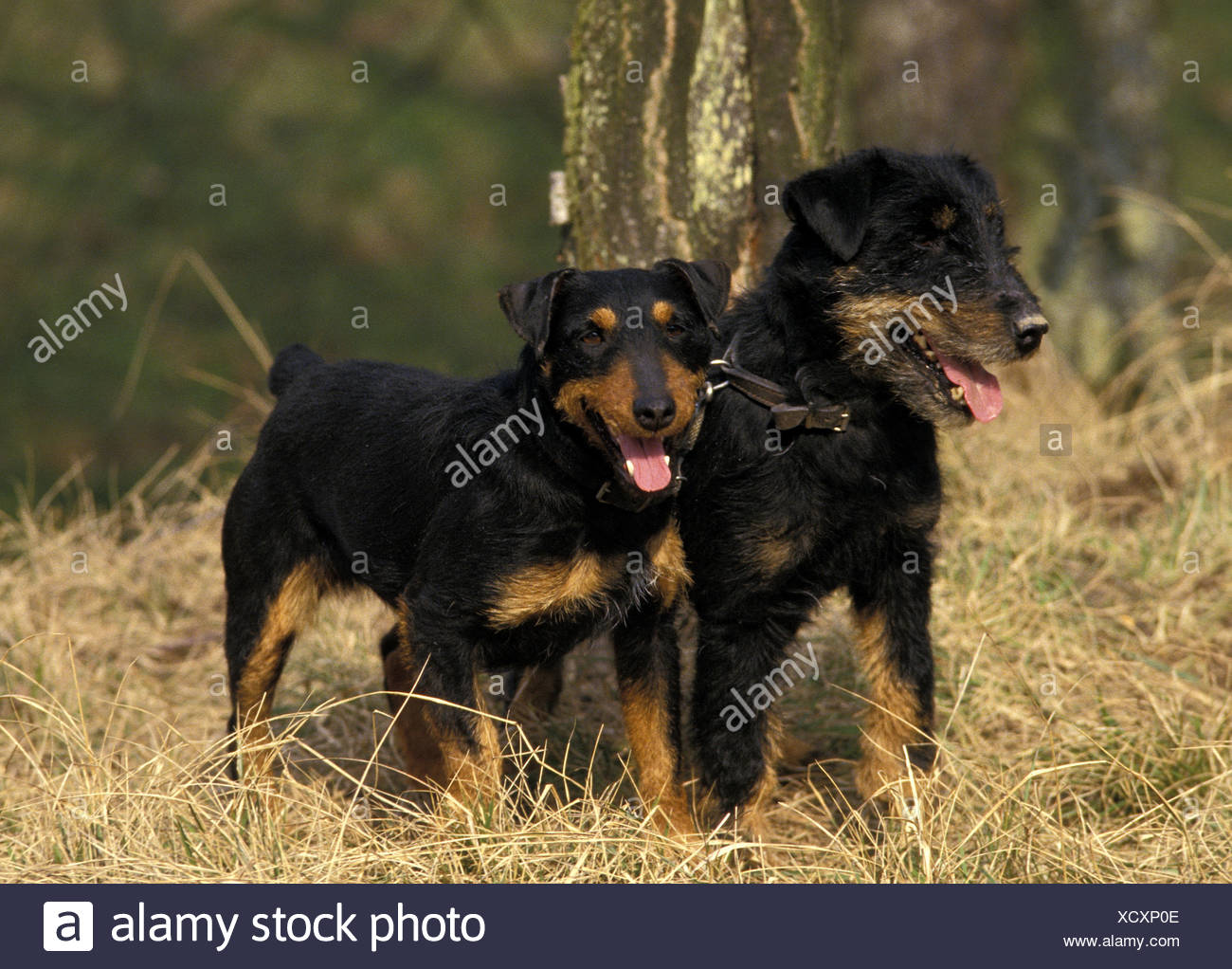 Jagd Terrier High Resolution Stock Photography and Images - Alamy